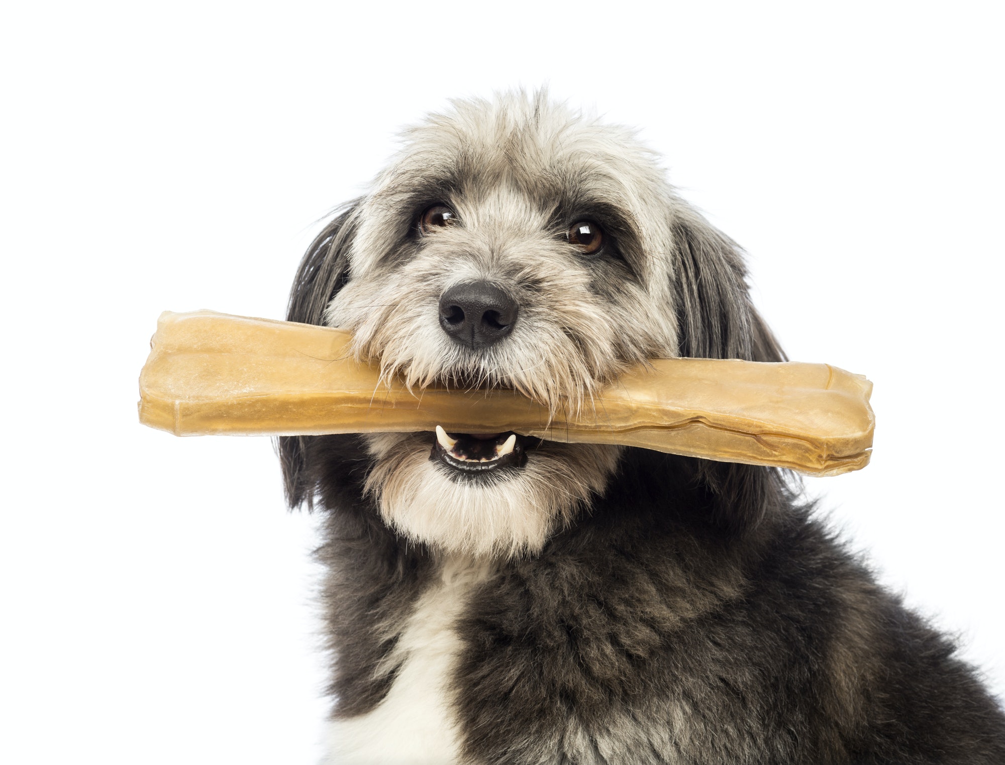 Honden Kluif: De 11 Beste Honden Kluiven Van 2024! [Een Lekkere Te ...