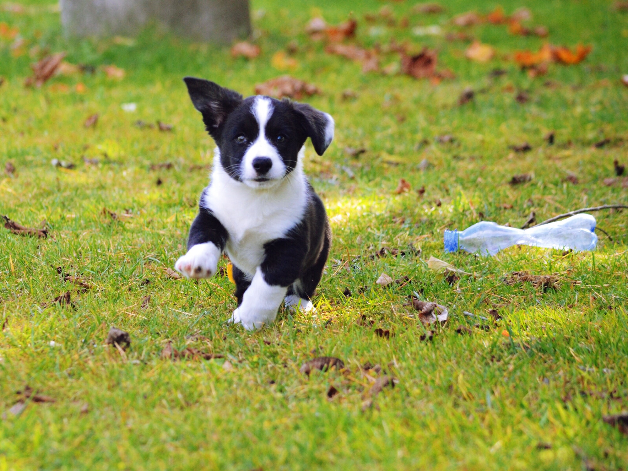 Puppybrokken: Bekijk Nu De 9 Beste Brokken Voor Je Puppy Van 2024!